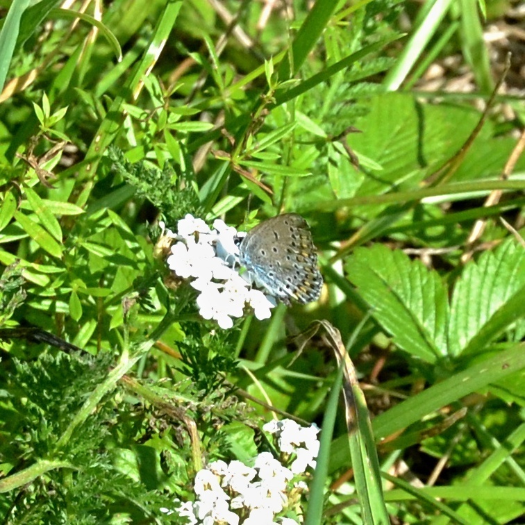 Reverdin's Blue from 294 74 Kochánky, Česko on August 02, 2022 at 03:34 ...