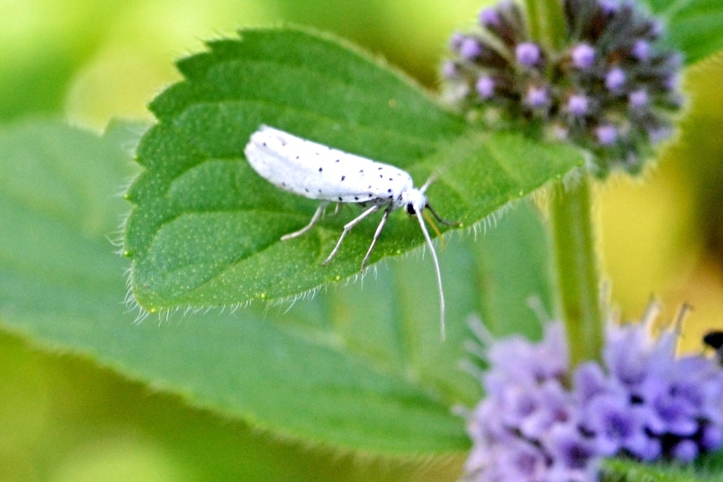 Spindle Ermine Moth from 294 74 Kochánky, Česko on August 2, 2022 at 03 ...