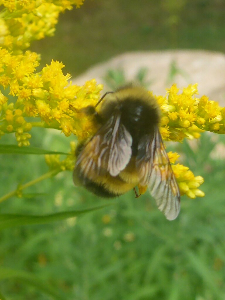 Yellow-banded Bumble Bee from 502 Hunter St. W., Peterborough, ON ...