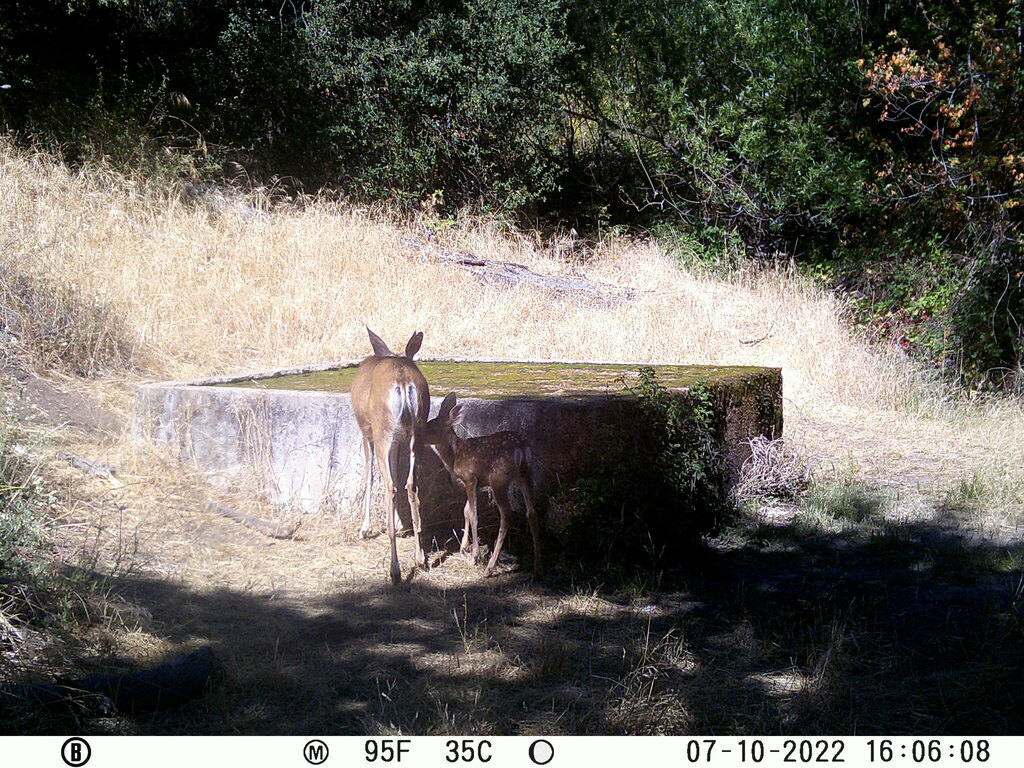 Southern Mule Deer in July 2022 by Doug Andrews. Hunter Camera ...