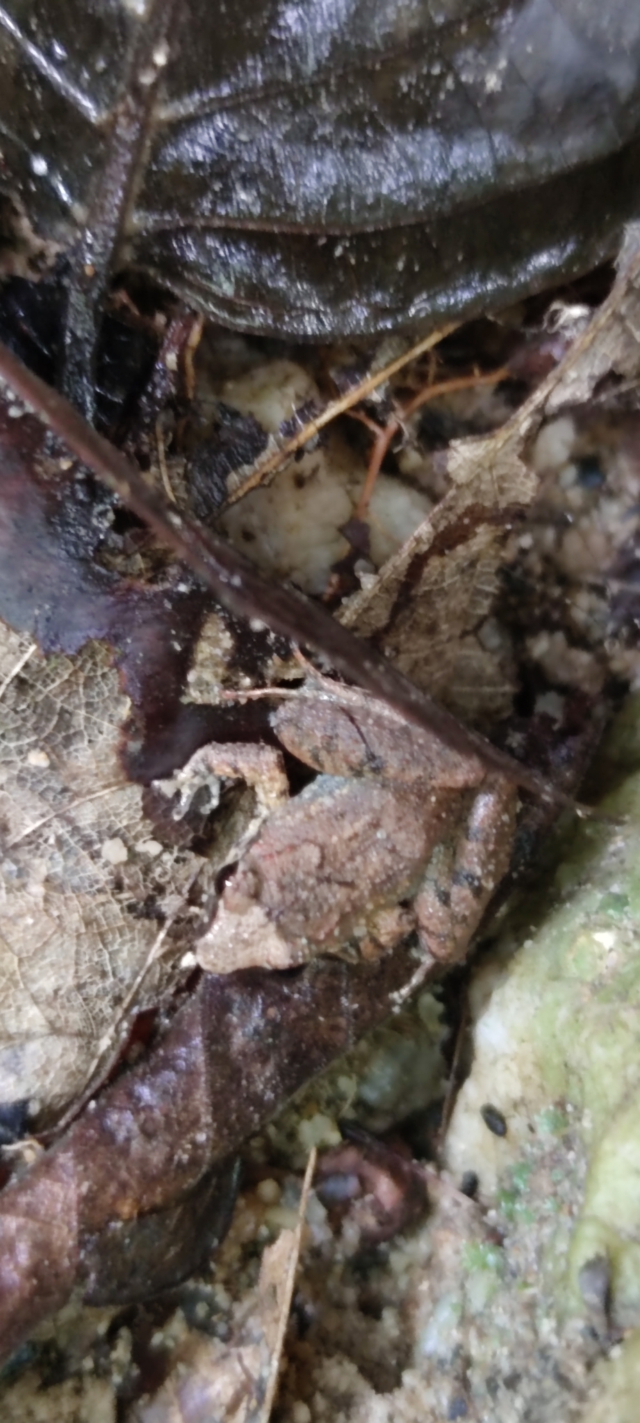 Limnonectes hascheanus (Stoliczka, 1870)