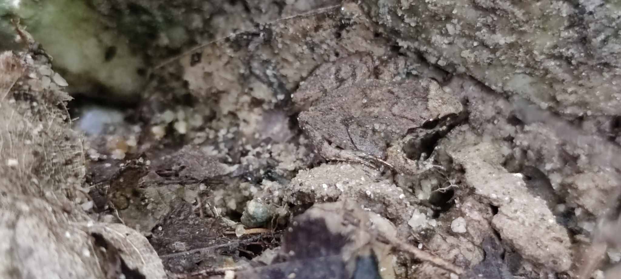 Limnonectes hascheanus (Stoliczka, 1870)