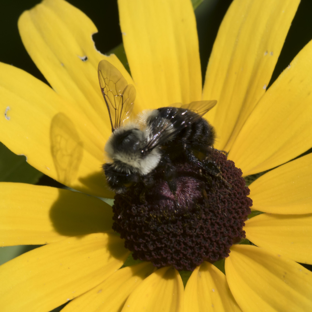 Common Eastern Bumble Bee from Orange County, NY, USA on July 9, 2017 ...