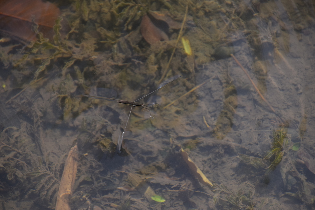 Giant Water Strider from 日本、〒511-0524 三重県いなべ市藤原町山口 on May 14, 2022 at ...