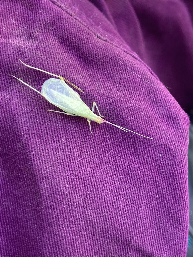 Common Tree Crickets from Northwestern Ave, Philadelphia, PA, US on ...