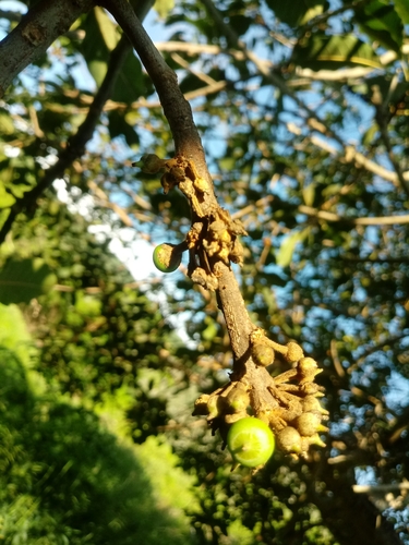 Mastichodendron capiri · iNaturalist