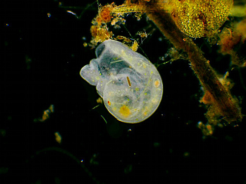 Bursaridium pseudobursaria · iNaturalist