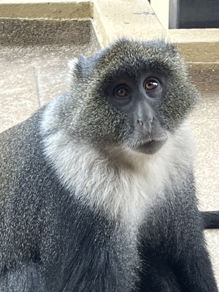 Guenons (Cercopithecus) - Know Your Mammals