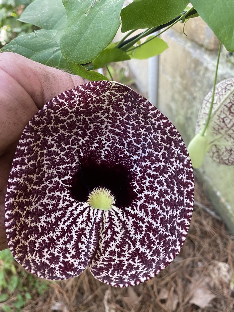 Calico-flower from Crestwater Cir, Magnolia, TX, US on June 04, 2022 at ...