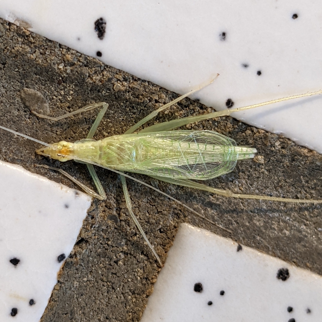 Narrow-winged Tree Cricket in August 2022 by murrdogg · iNaturalist