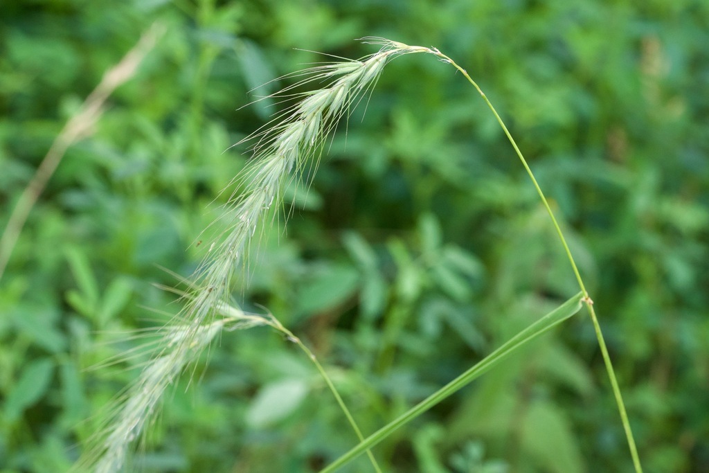 river wild rye from Ashbridges Bay, Toronto, ON on August 02, 2022 at ...