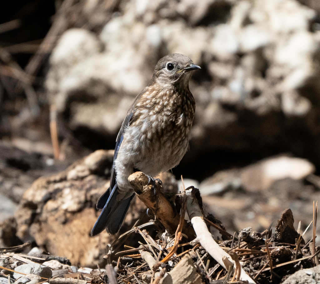 Western Bluebird from Clark County, NV, USA on August 02, 2022 at 09:48 ...