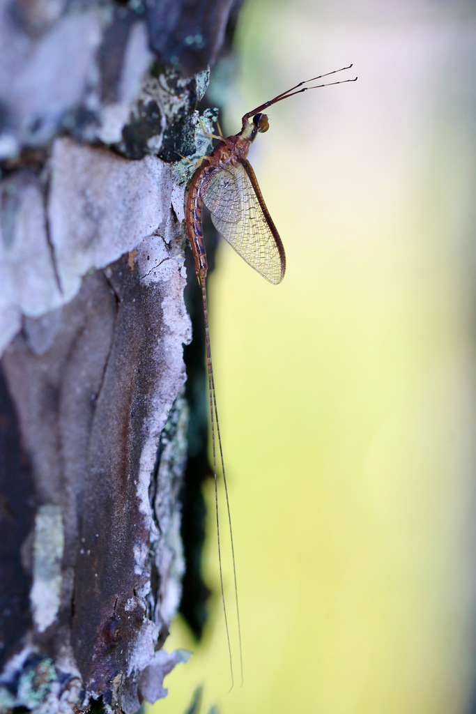 Giant Mayfly from Volusia County, FL, USA on August 3, 2022 at 09:21 AM ...