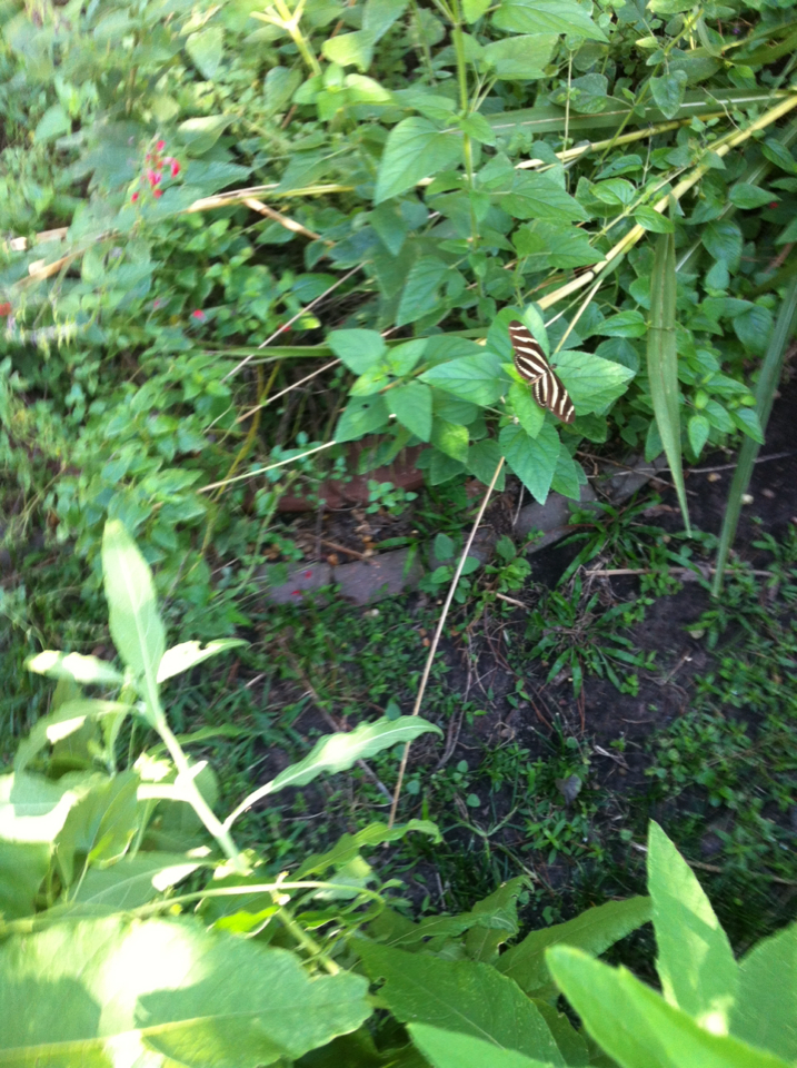 Zebra Longwing from Harris County, US-TX, US on September 8, 2014 at 04 ...