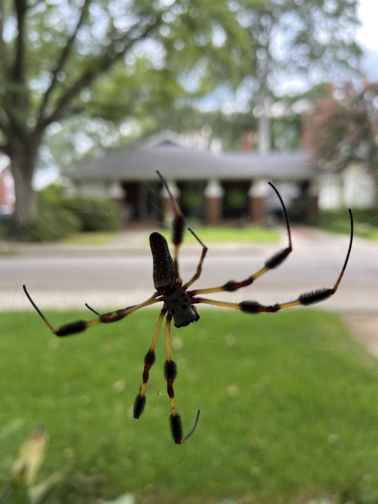 Golden Silk Spider from Enoree Ave, Columbia, SC, US on August 3, 2022 ...