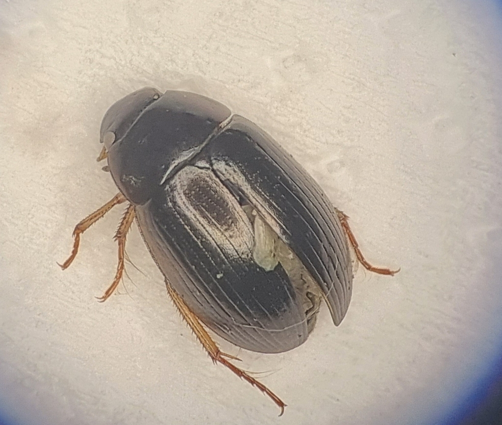 Hydrobius from Cromwell on August 03, 2022 at 07:23 PM by Lucy Pocock ...