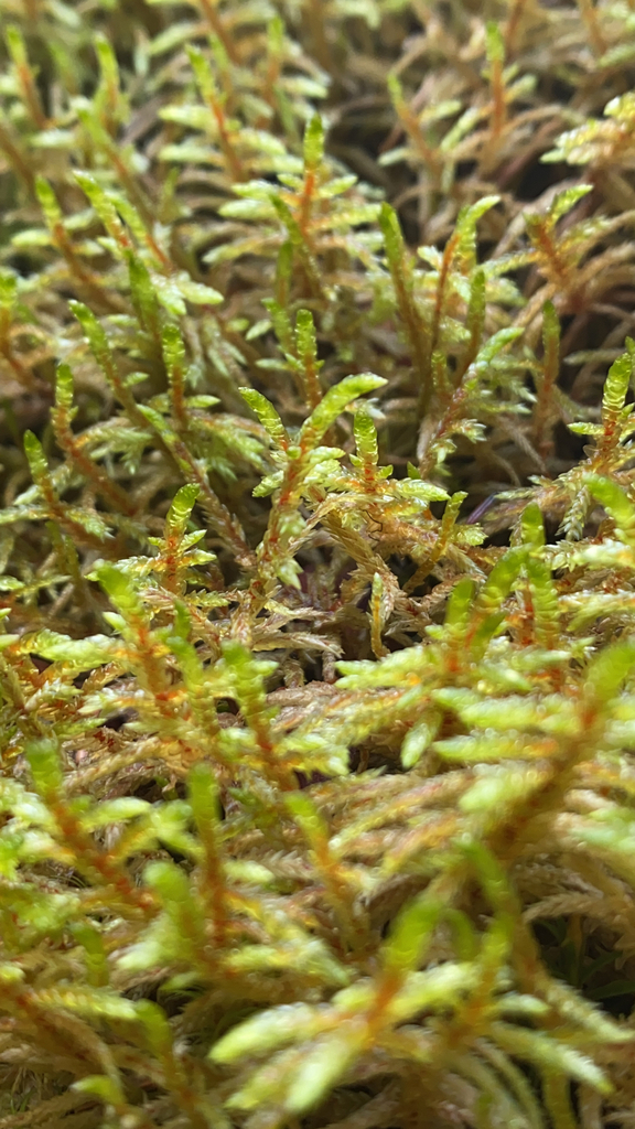 Red-stemmed Feather Moss from Essex County, US-NY, US on August 2, 2022 ...