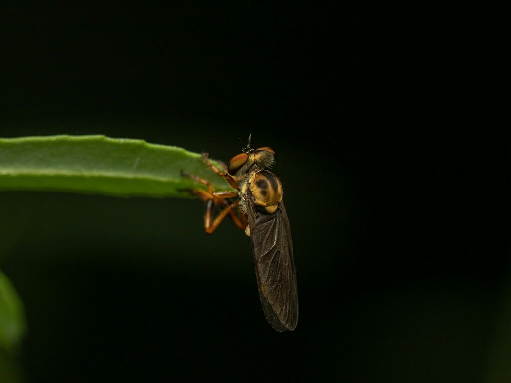 Gnat Ogres from Font Hill, Ellicott City, MD 21042, USA on July 31 ...