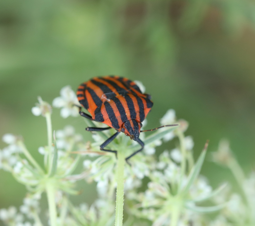 Continental Striped Shield Bug from Gonfreville-l'Orcher, France on ...