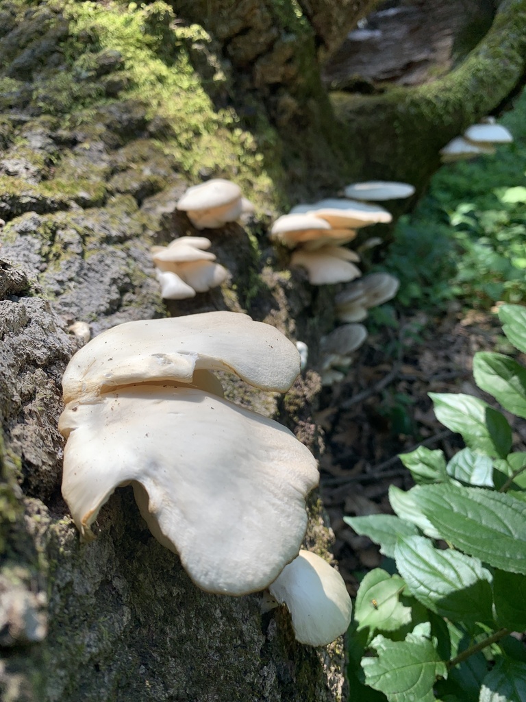 Fungi Including Lichens from University of Wisconsin–Madison Arboretum ...