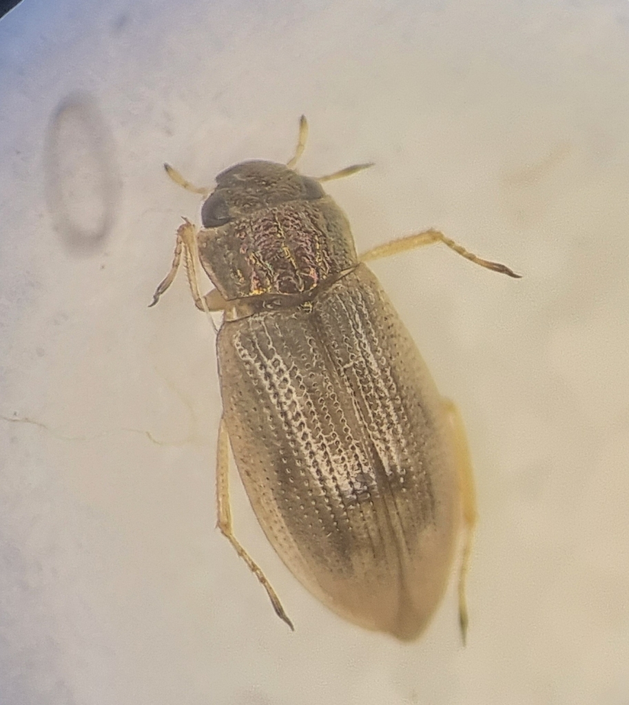 Helophorus from Cromwell on August 03, 2022 at 07:45 PM by Lucy Pocock ...