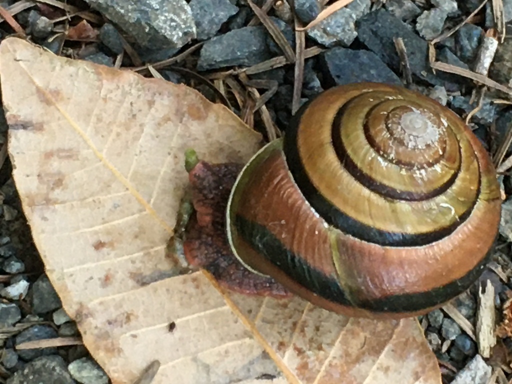 Xanthonychidae in August 2022 by prairierose4785 · iNaturalist
