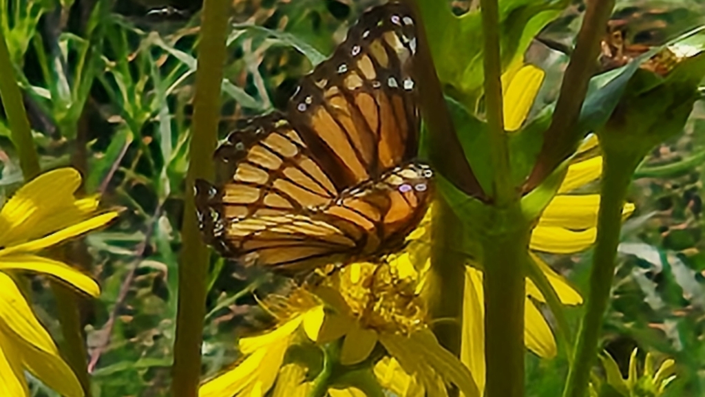 Viceroy in August 2022 by Nate Hawkins · iNaturalist