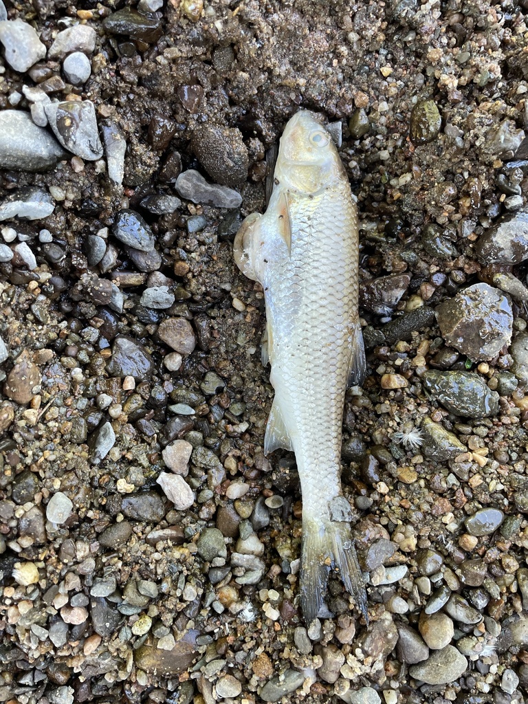 Fallfish from Route 880, Studholm, NB, CA on August 03, 2022 at 11:25 ...