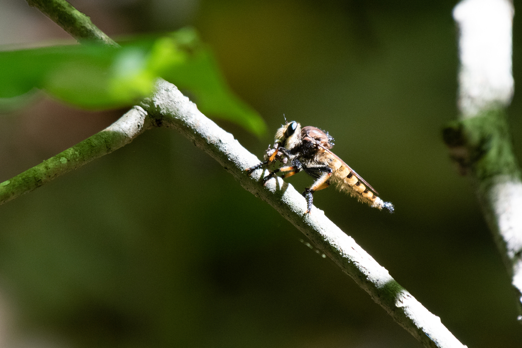 Red-footed Cannibal Fly from 1525 Flag Ponds Pkwy, Lusby, MD 20657, USA ...
