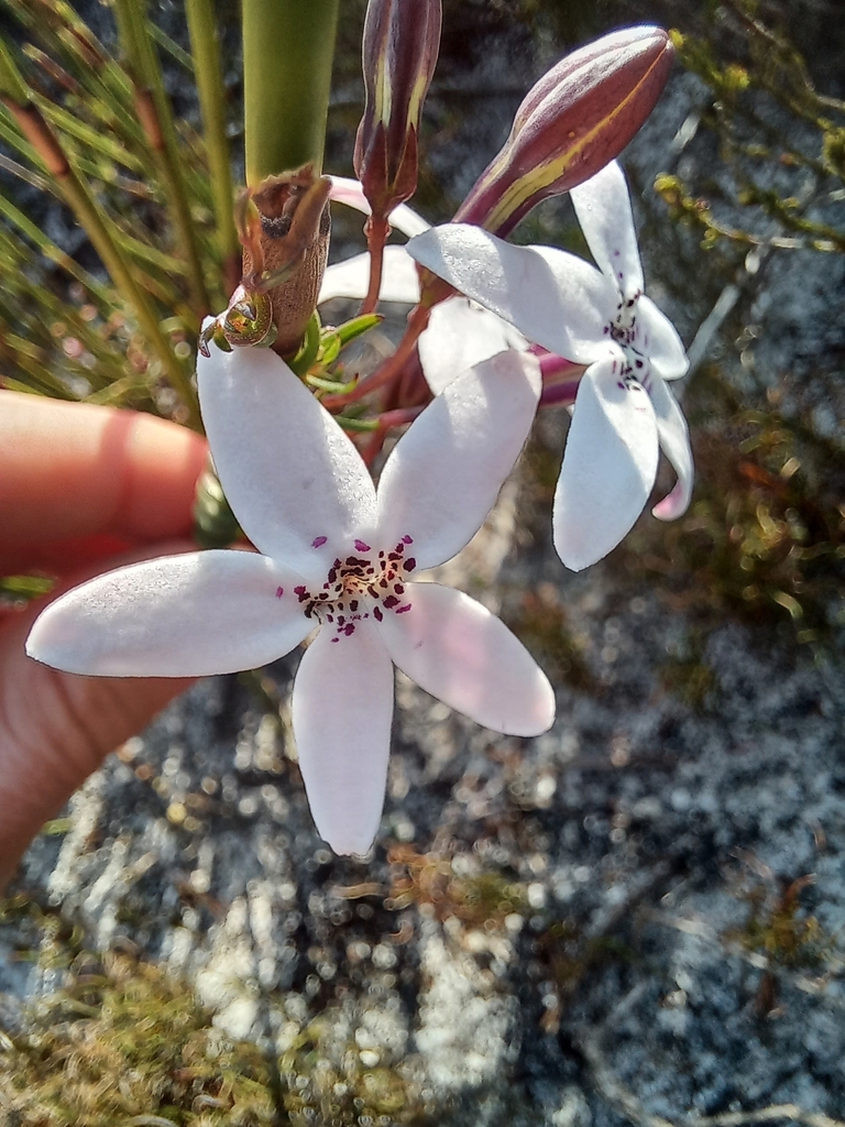 Cyphia latipetala from Overstrand Local Municipality, South Africa on ...