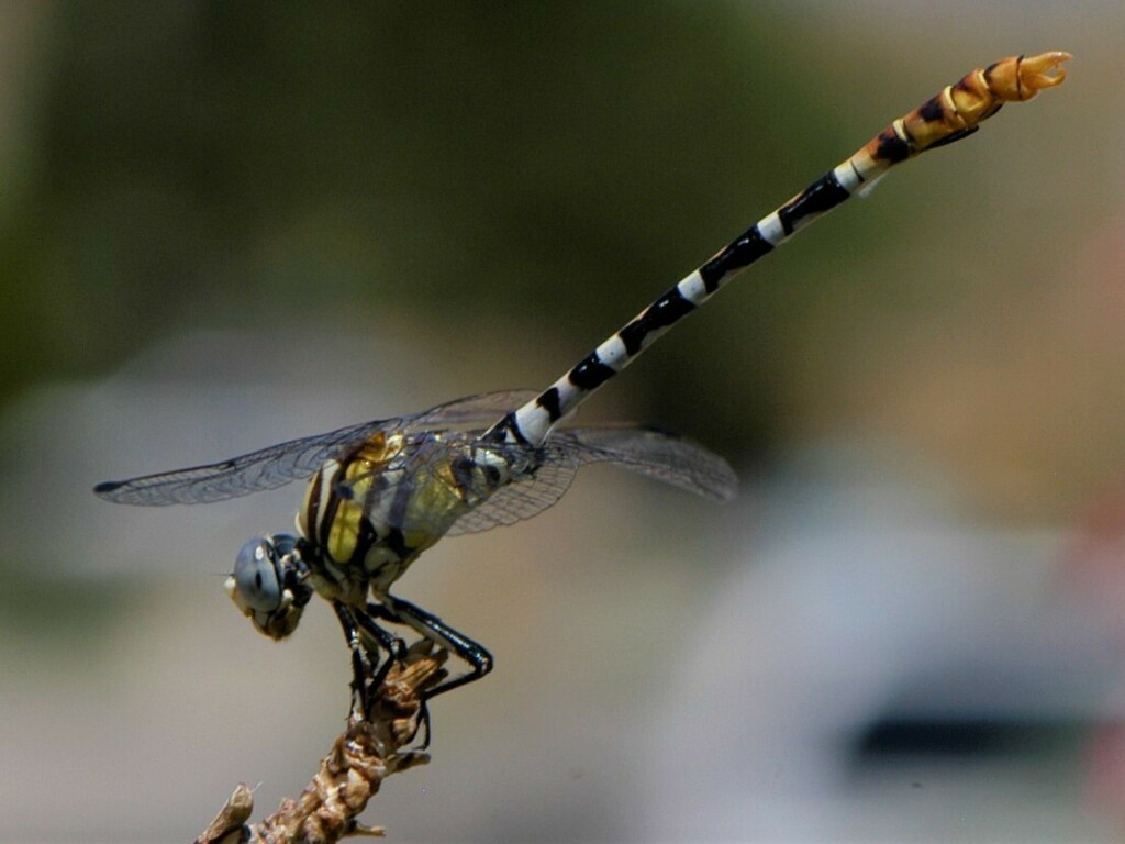 White-belted Ringtail in August 2022 by Elliott Gordon · iNaturalist