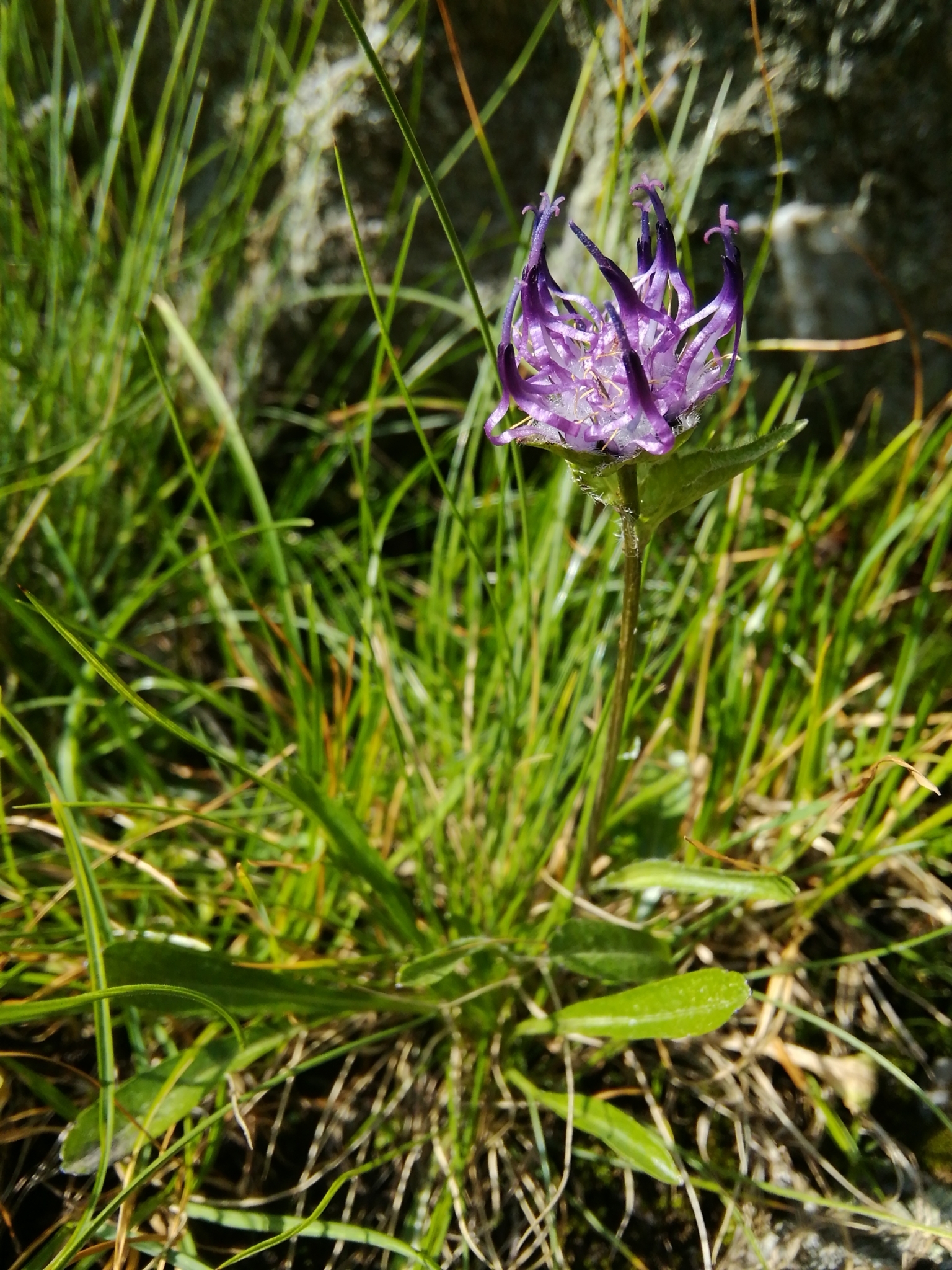 Phyteuma confusum A.Kern.