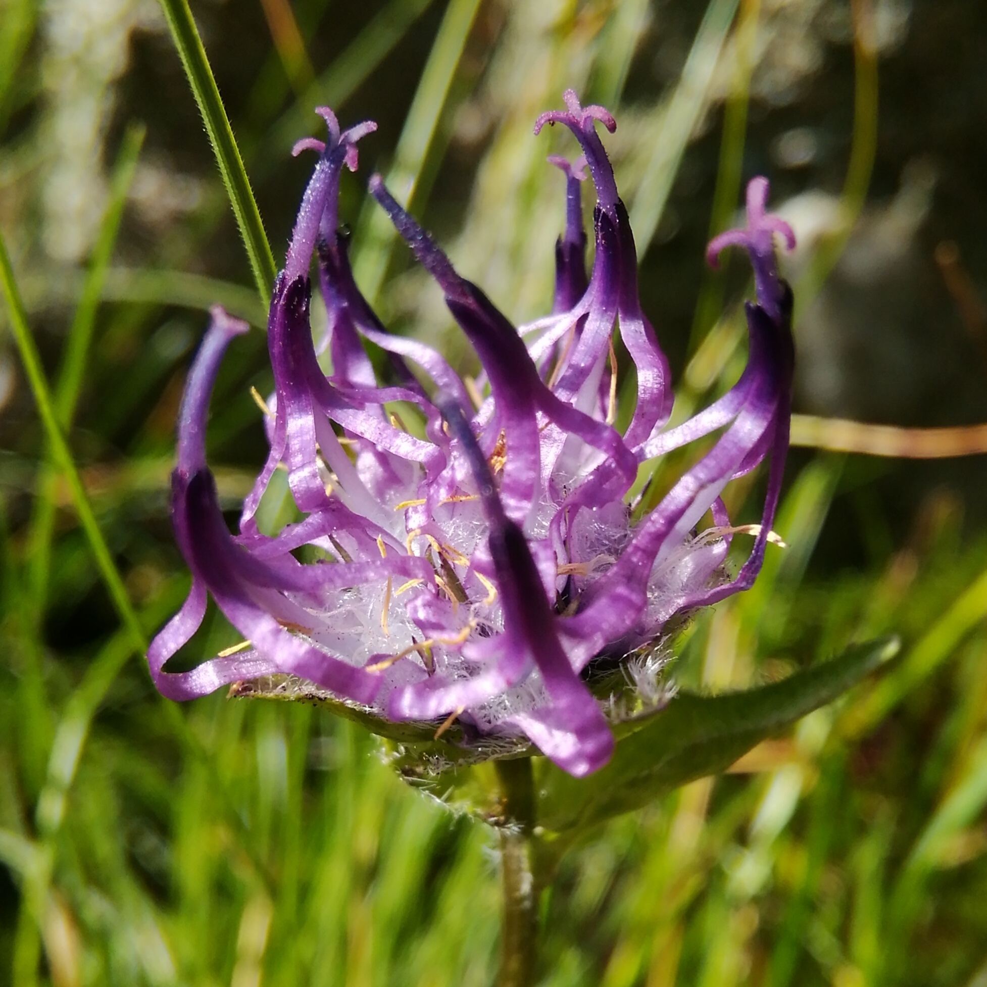 Phyteuma confusum A.Kern.