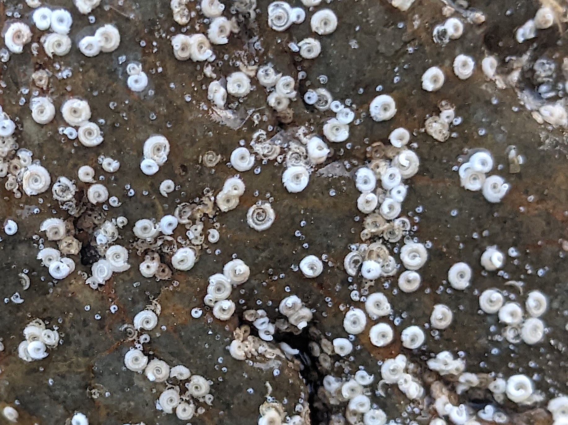 Janua heterostropha (Montagu, 1803)