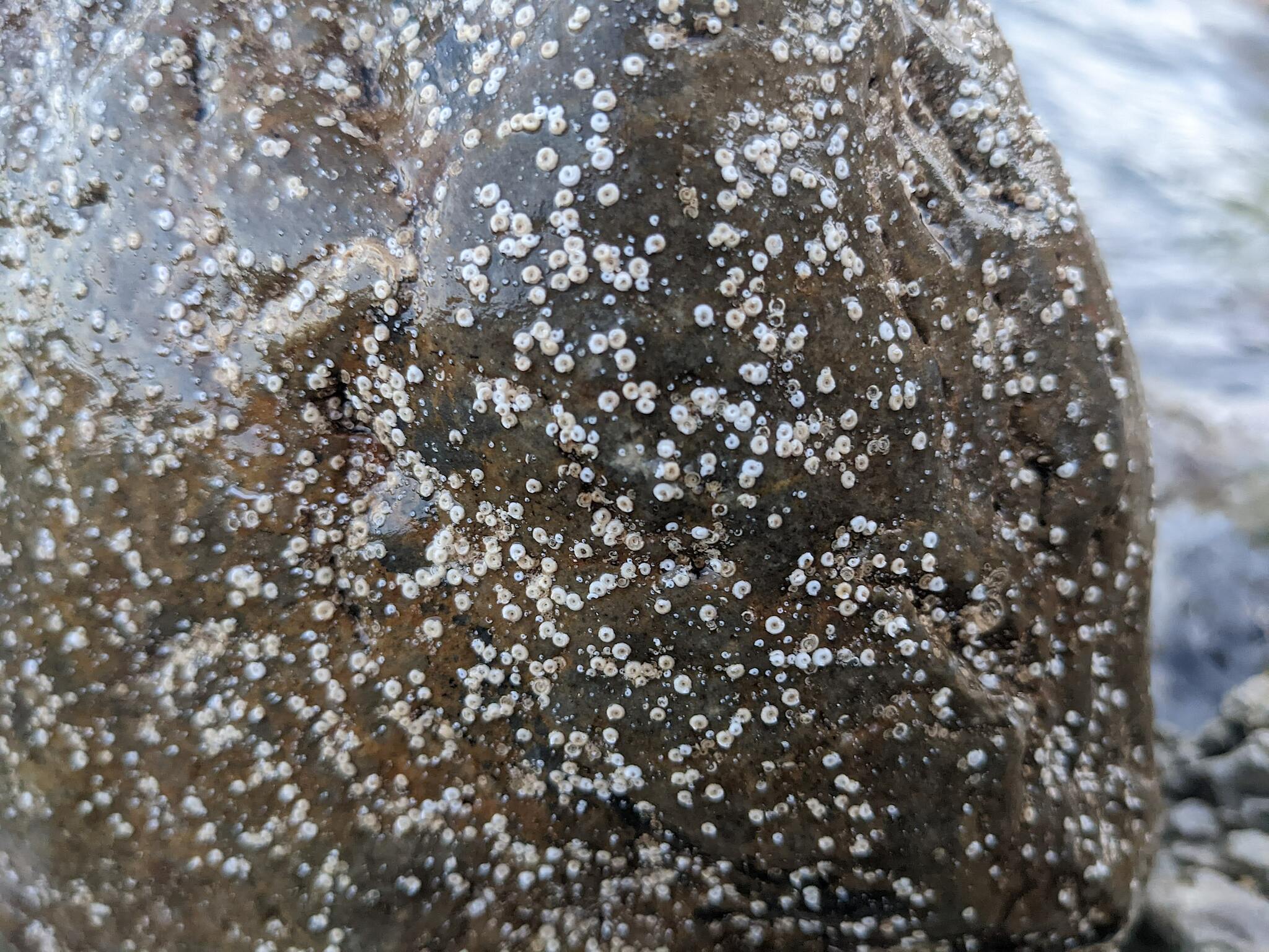 Janua heterostropha (Montagu, 1803)