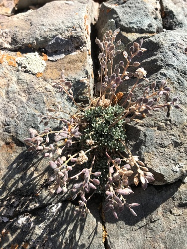 Observations by rick_williams · iNaturalist