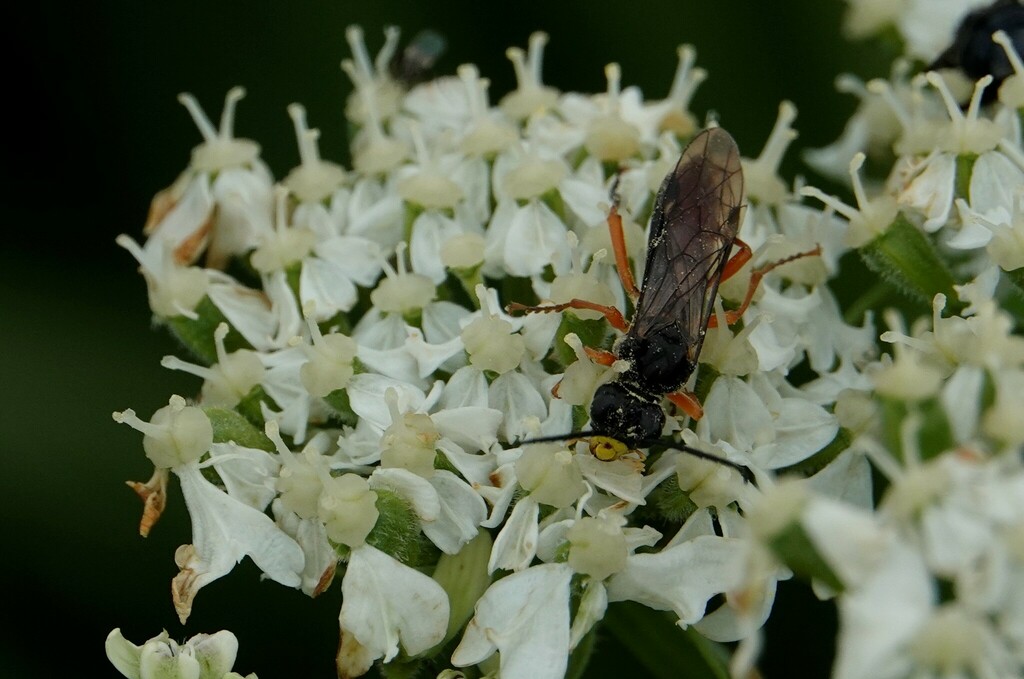 Sawflies, Horntails, and Wood Wasps from Newfoundland and Labrador A0K ...