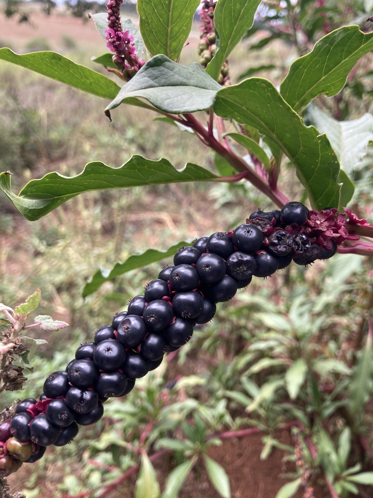 Inkweed from Pátzcuaro, Mich., México on June 17, 2022 at 03:39 PM by ...