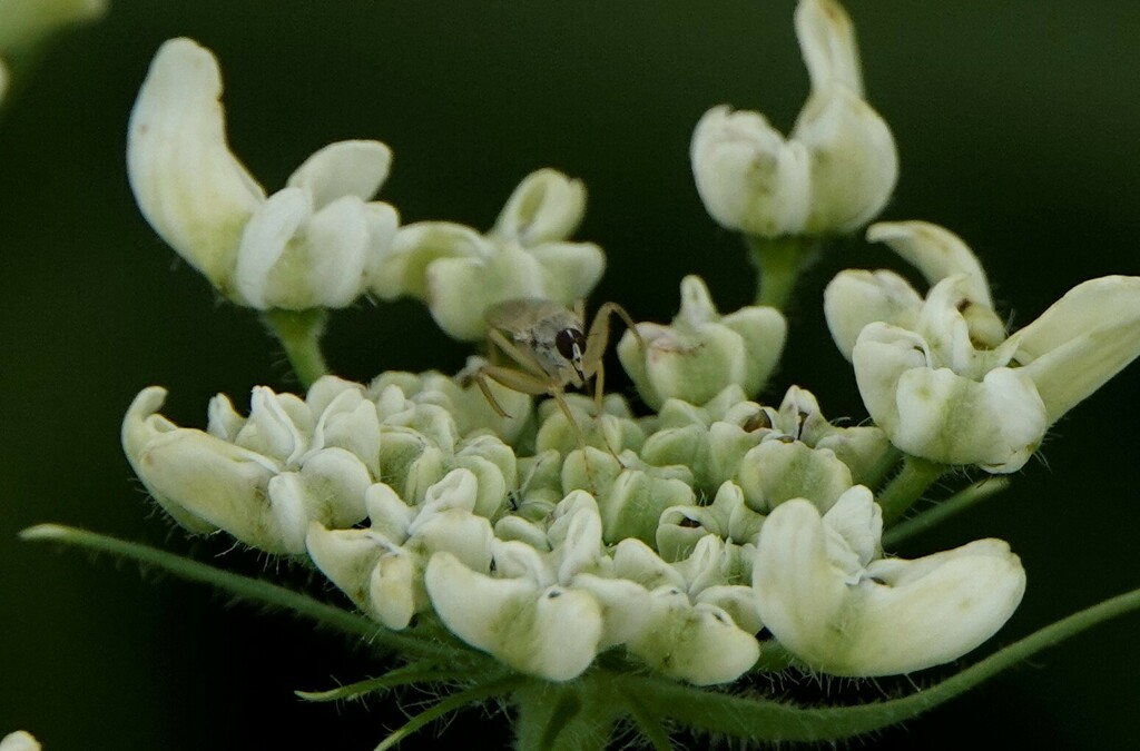 Flies from Newfoundland and Labrador A0K 2X0, Canada on July 26, 2022 ...