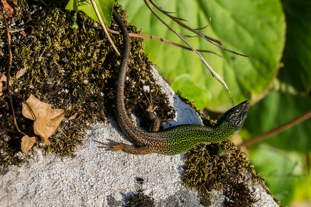 Iberian Emerald Lizard from 3050 Luso, Portugal on July 24, 2022 at 08: ...