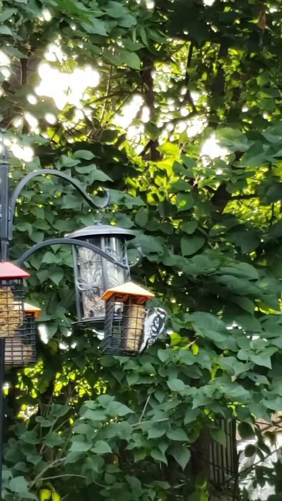 Downy Woodpecker in July 2022 by save_earth_planet. Pic mineur mâle ...