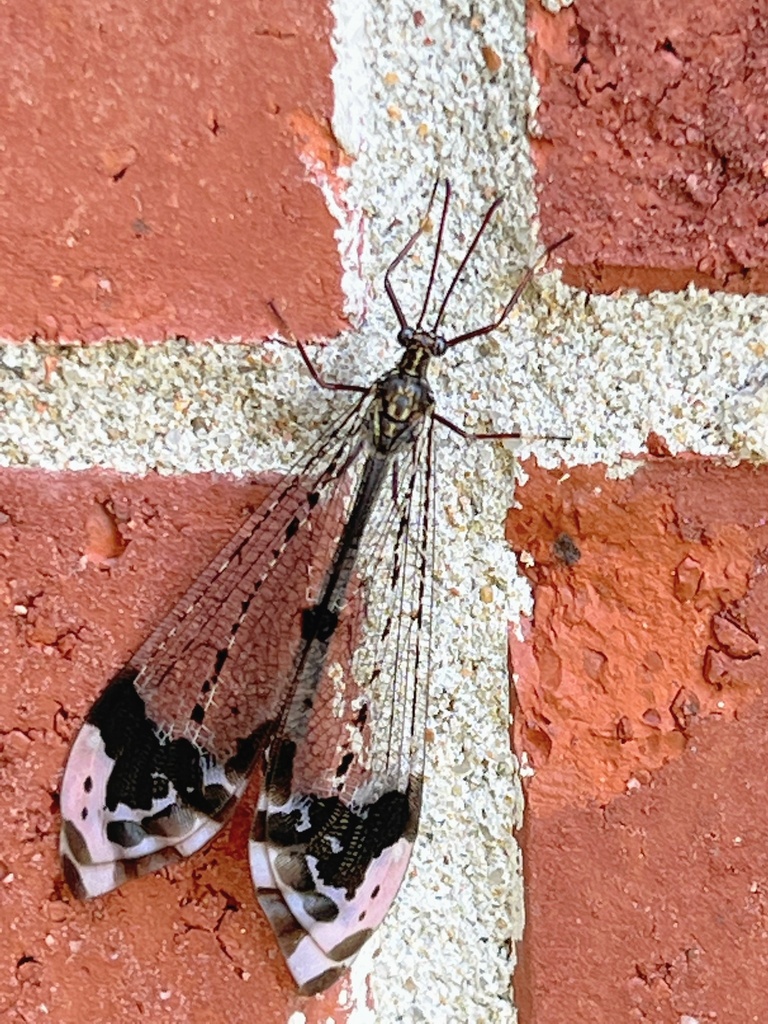 Pleasing Picture-winged Antlion from Acorn Falls Ln, Springdale, AR, US ...