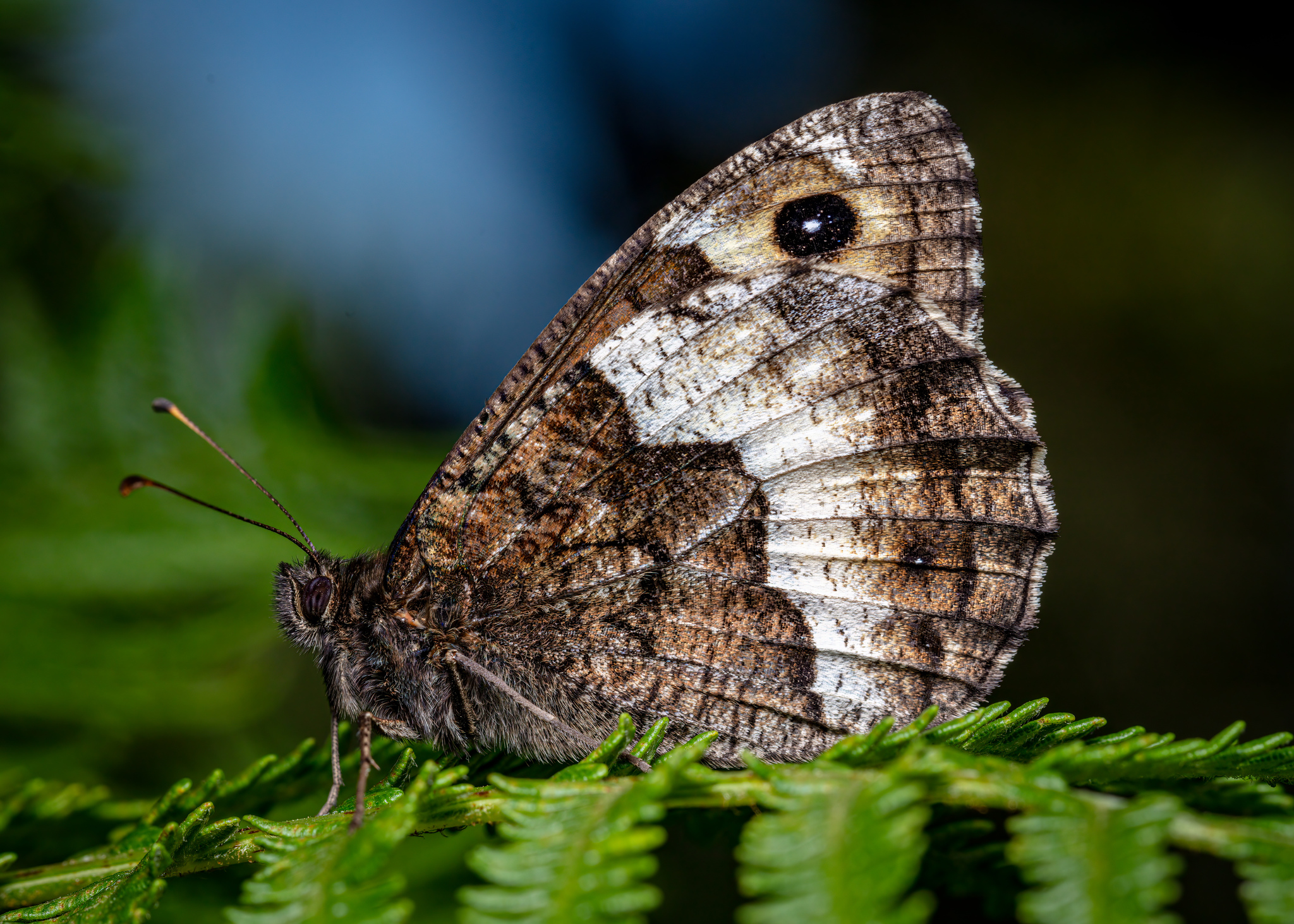 Hipparchia alcyone (Denis & Schiffermüller), 1775