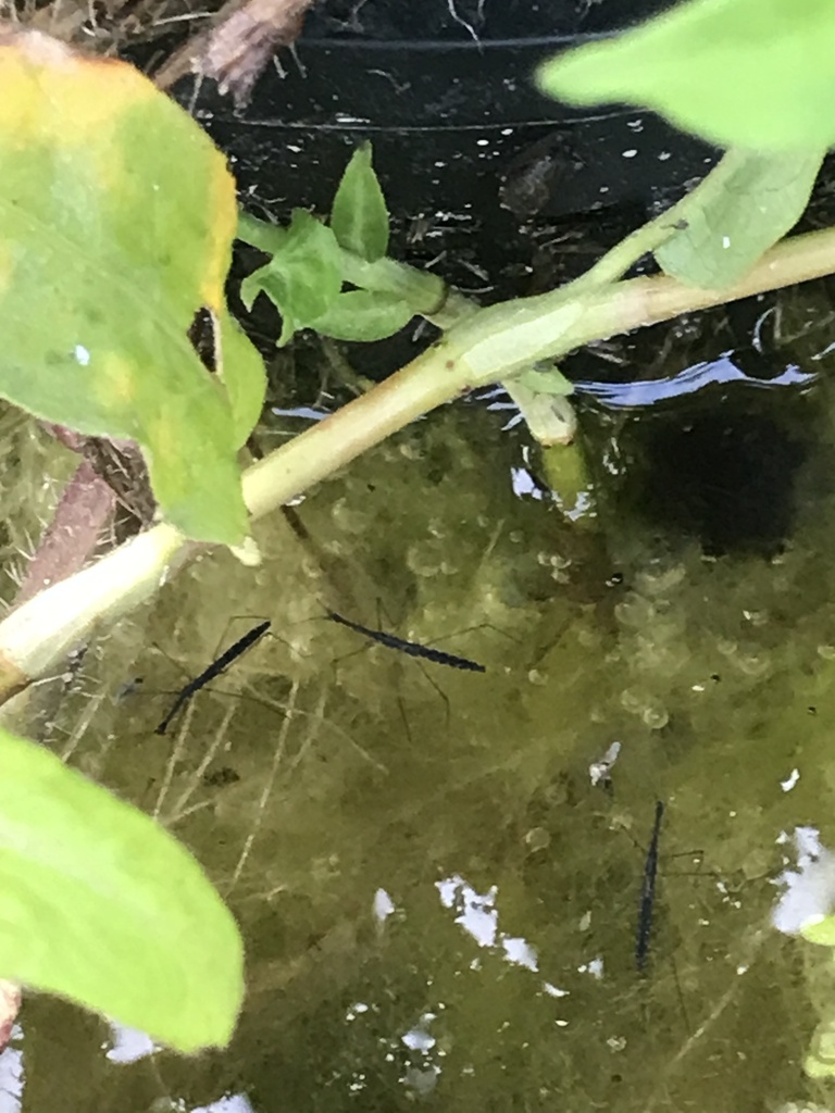 Hydrometra from Sjælland, Gentofte, Region Hovedstaden, DK on August 03 ...