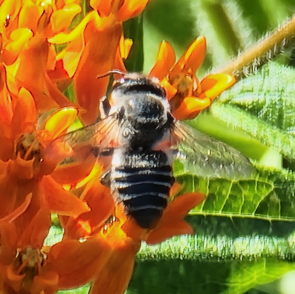 Texas Leaf-cutter Bee from Glens Falls, NY 12801, USA on August 03 ...