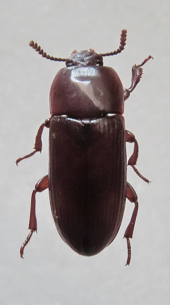 Uloma from Calaveras County, CA, USA on July 24, 2022 at 04:46 PM by ...