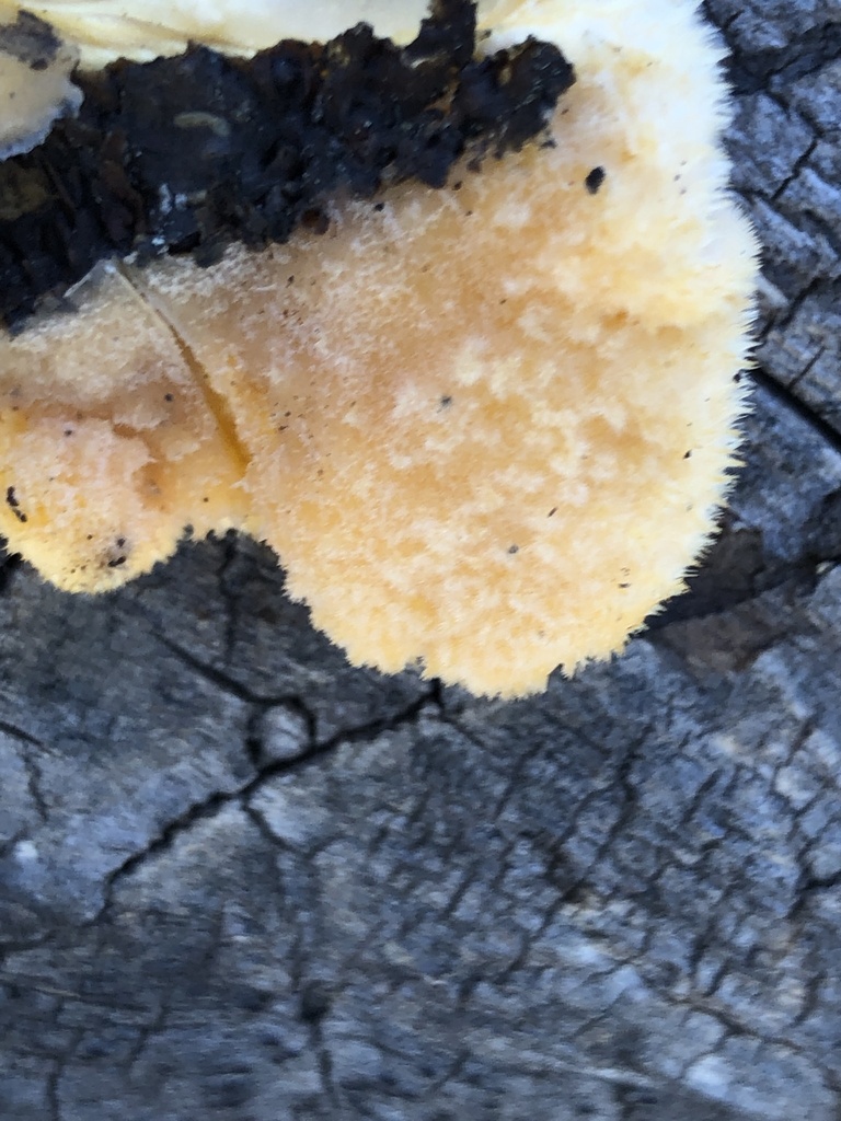 Stinking Orange Oyster from Apache-Sitgreaves National Forests, Greer ...