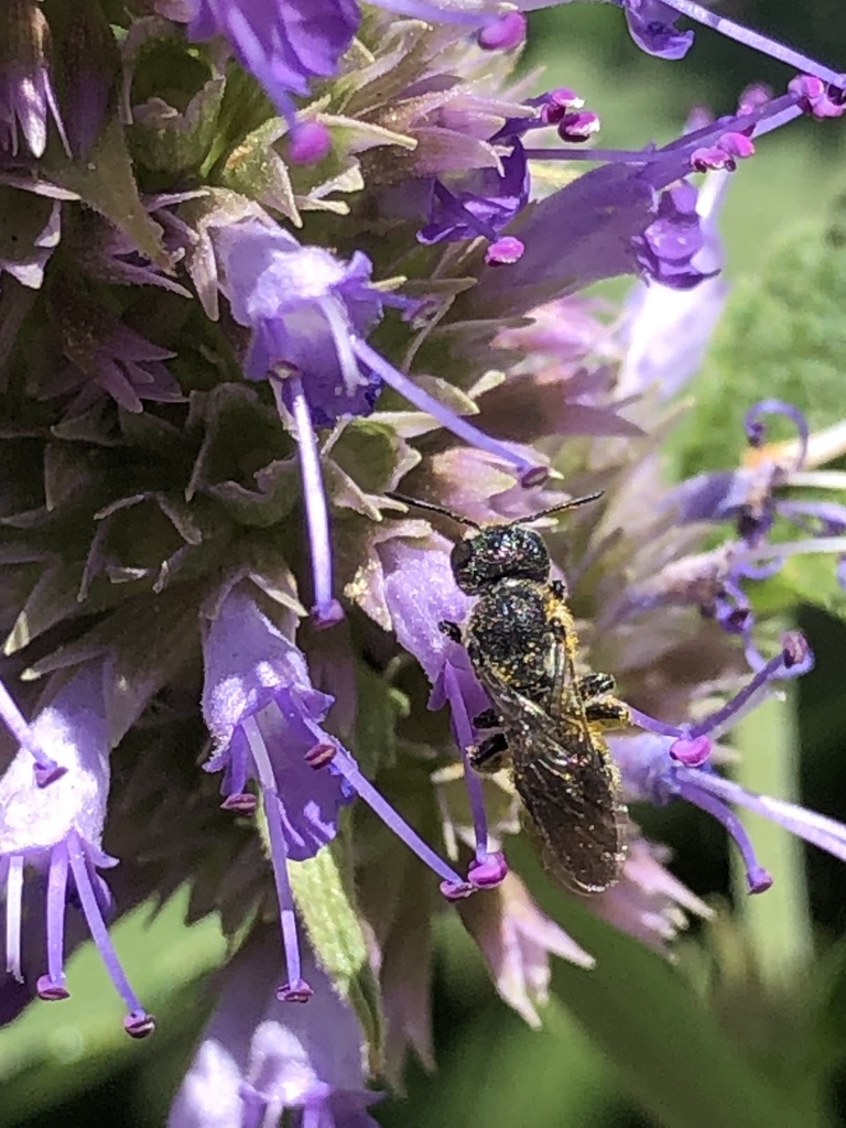 Armored-Resin bees from N Park St, Victoria, BC, CA on August 03, 2022 ...