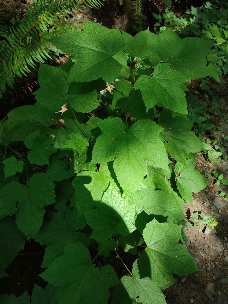 thimbleberry from Capital, CA-BC, CA on August 3, 2022 at 12:17 PM by ...