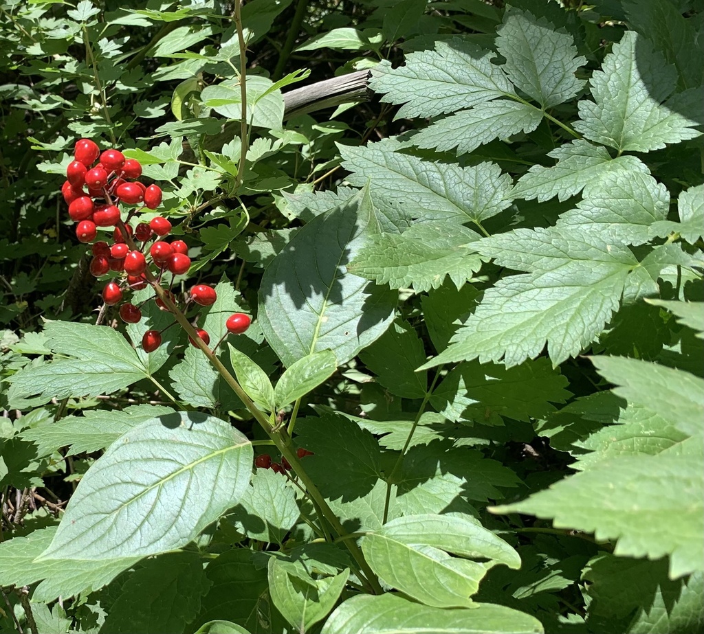 red baneberry from White River National Forest, Gypsum, CO, US on ...